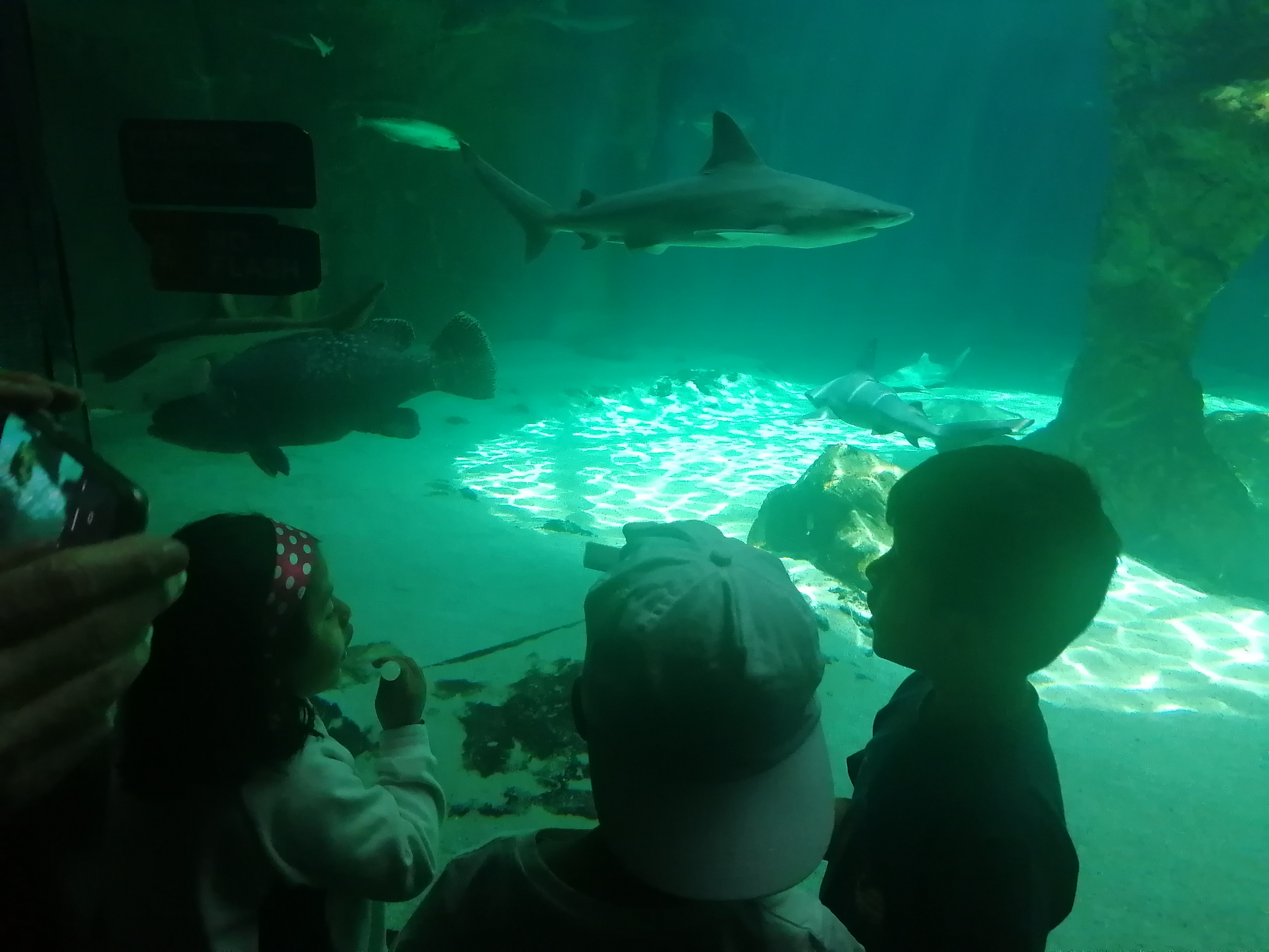 A través del asombro se conoce: excursión al zoo – Asociación linea 10